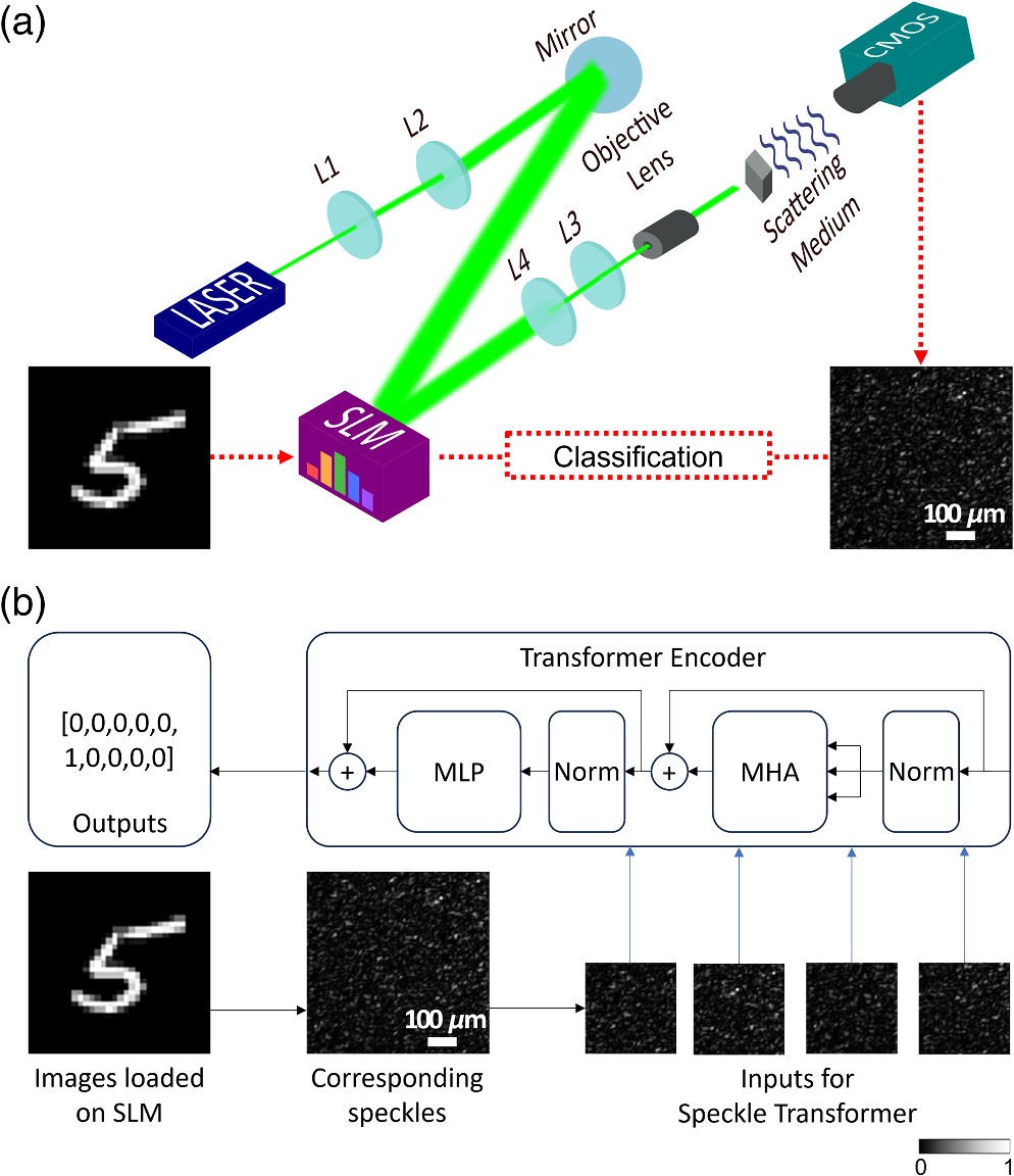 Speckle Transformer: direct classification through scattering media ...