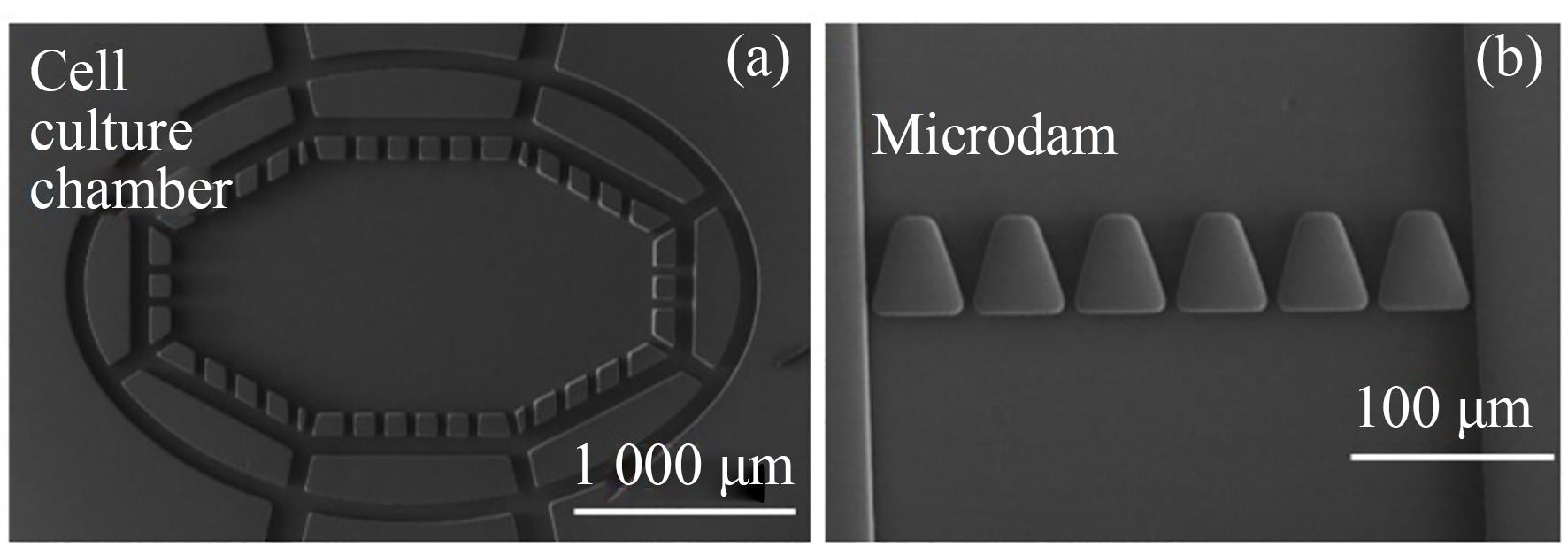 靶向药物浓度筛选微流控器件的设计与制作 | 光学 精密工程 -- 中国光学期刊网
